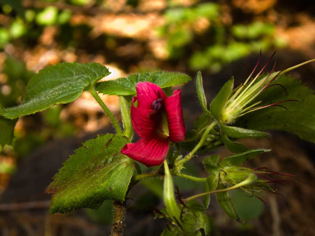 Hawai'i Red Cranesbill in July 2011 by Philip Thomas. Waikamoi Preserve ...