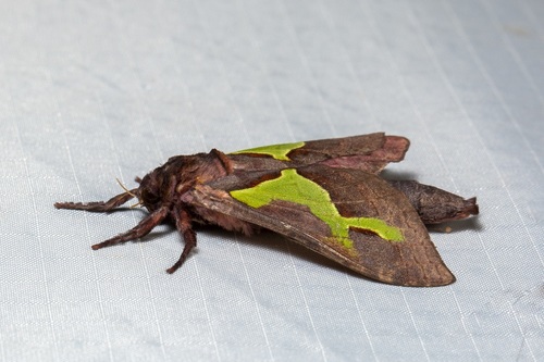 Lewin's Splendid Ghost Moth (Aenetus lewinii) · iNaturalist