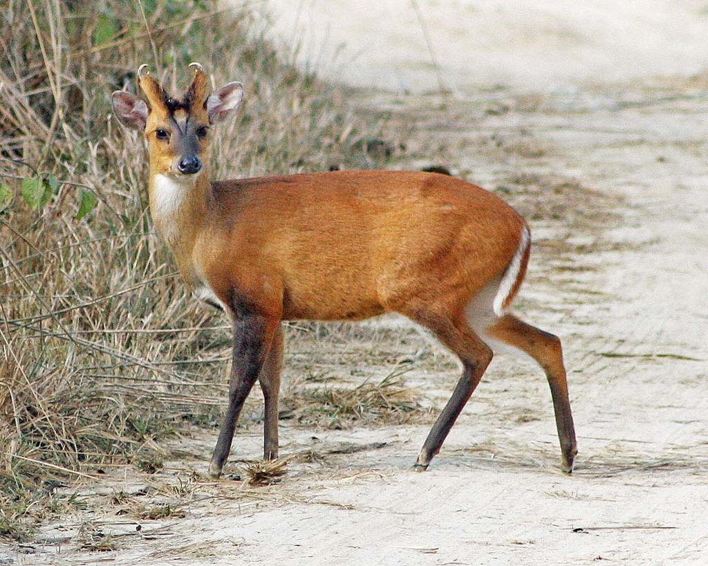 Northern Red Muntjac (Kanha National Park - Mammals) · iNaturalist
