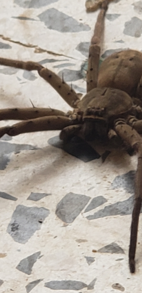 Pantropical Huntsman Spider from Juan Alonso, Mayagüez, Puerto Rico ...