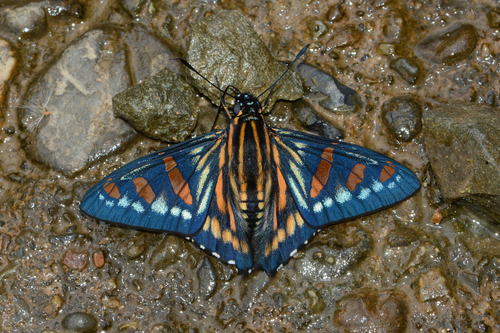 Phocides yokhara · NaturaLista Colombia