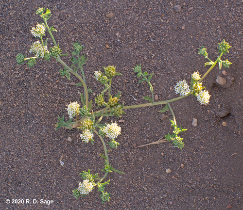 Boopis gracilis · iNaturalist
