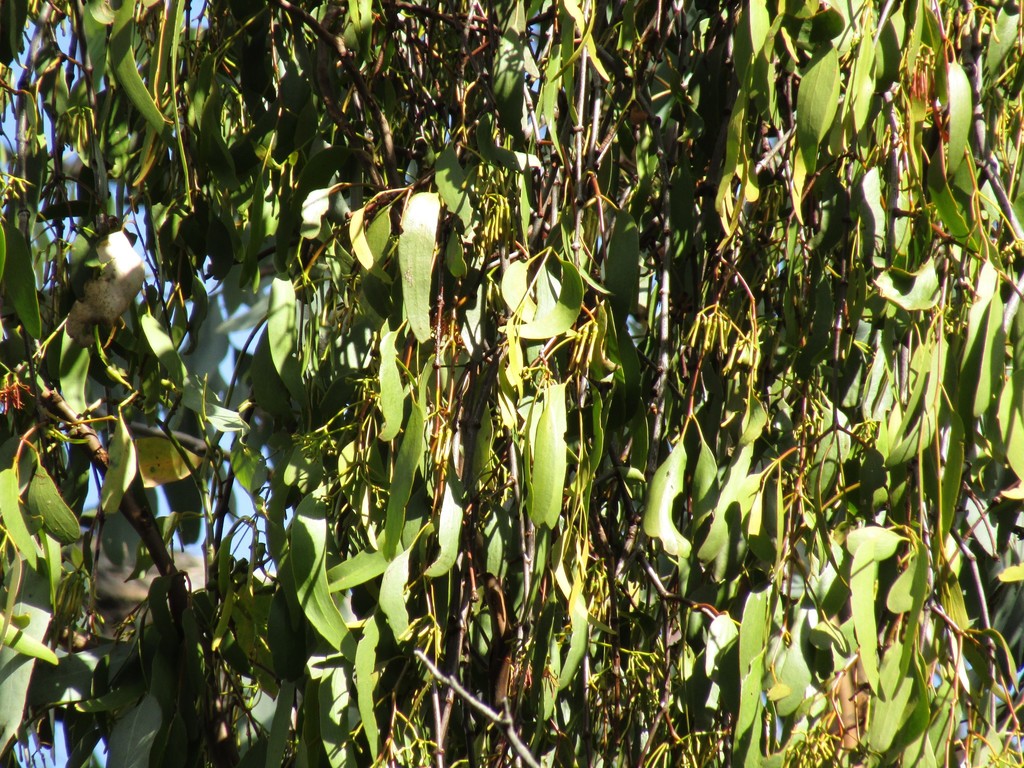 Box Mistletoe in December 2020 by Sarahd2020 · iNaturalist