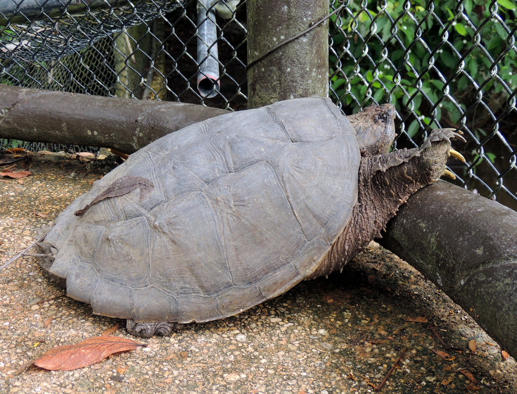 Central American Snapping Turtle in May 2014 by Araks Ohanyan · iNaturalist
