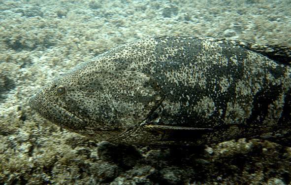 Atlantic Goliath Grouper in October 2004 by renata lepage · iNaturalist
