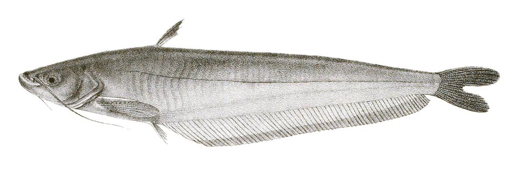 Goan Catfish (Ompok malabaricus) - Marine Life Identification