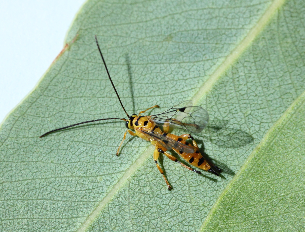 Xanthopimpla from Walmsley WA 6330, Australia on March 20, 2016 at 12: ...