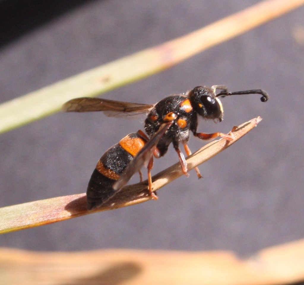Potter and Mason Wasps from Wallaroo WA 6429, Australia on October 13 ...