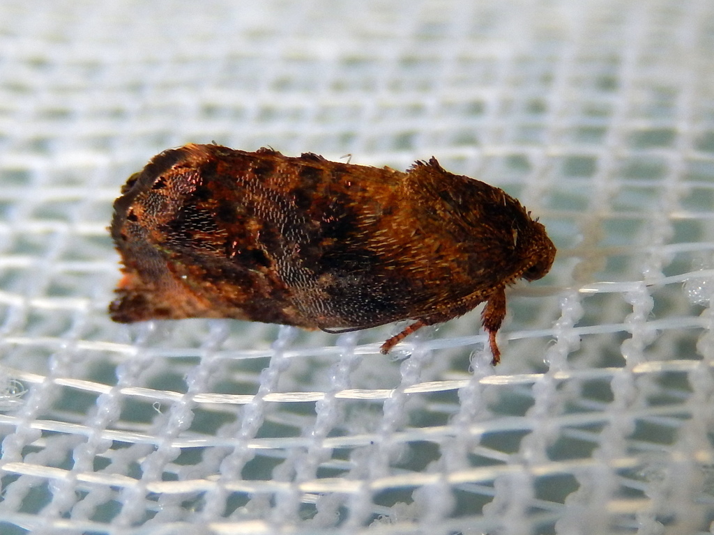 Peritropha oligodrachma from Sydney NSW, Australia on January 12, 2021 at 01:22 PM by Jack ...