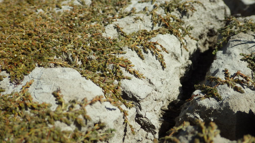 Stonecrops in January 2021 by Graeme Ure. cracked mud in dry tarn ...