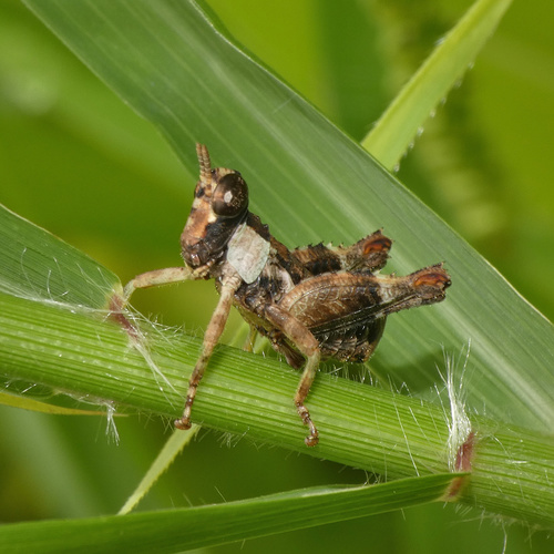 Hollisia nigropicta · iNaturalist