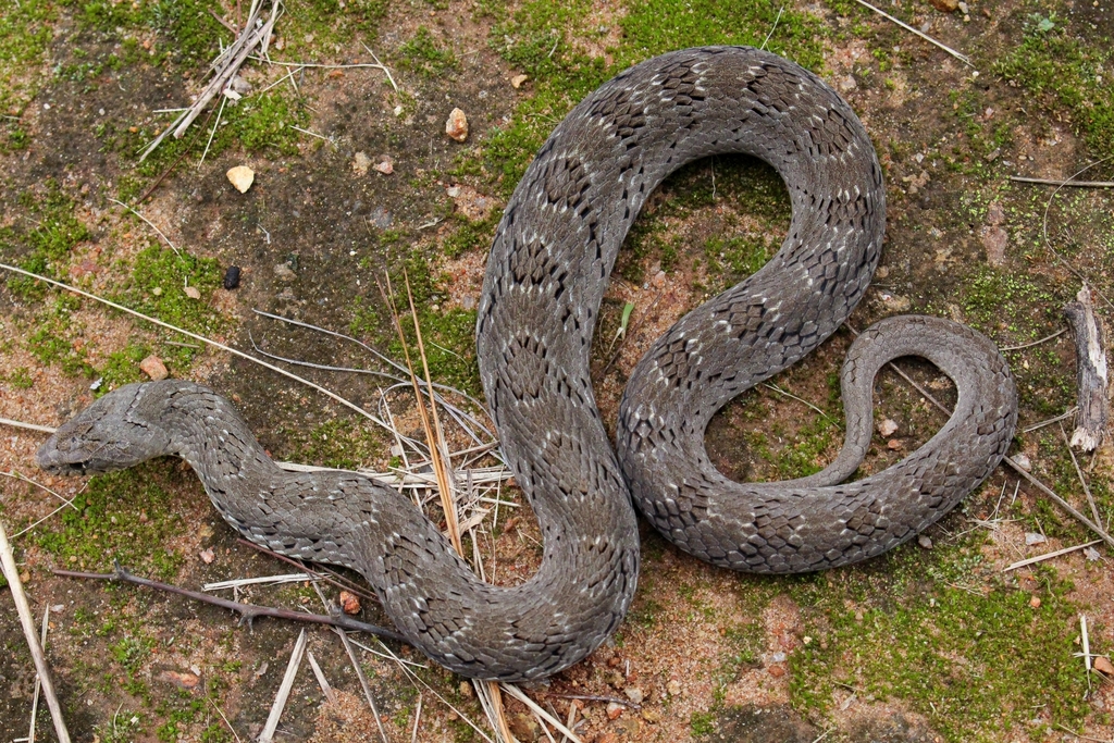 Rhombic Night Adder (Enseleni Nature Reserve - Animals) · iNaturalist