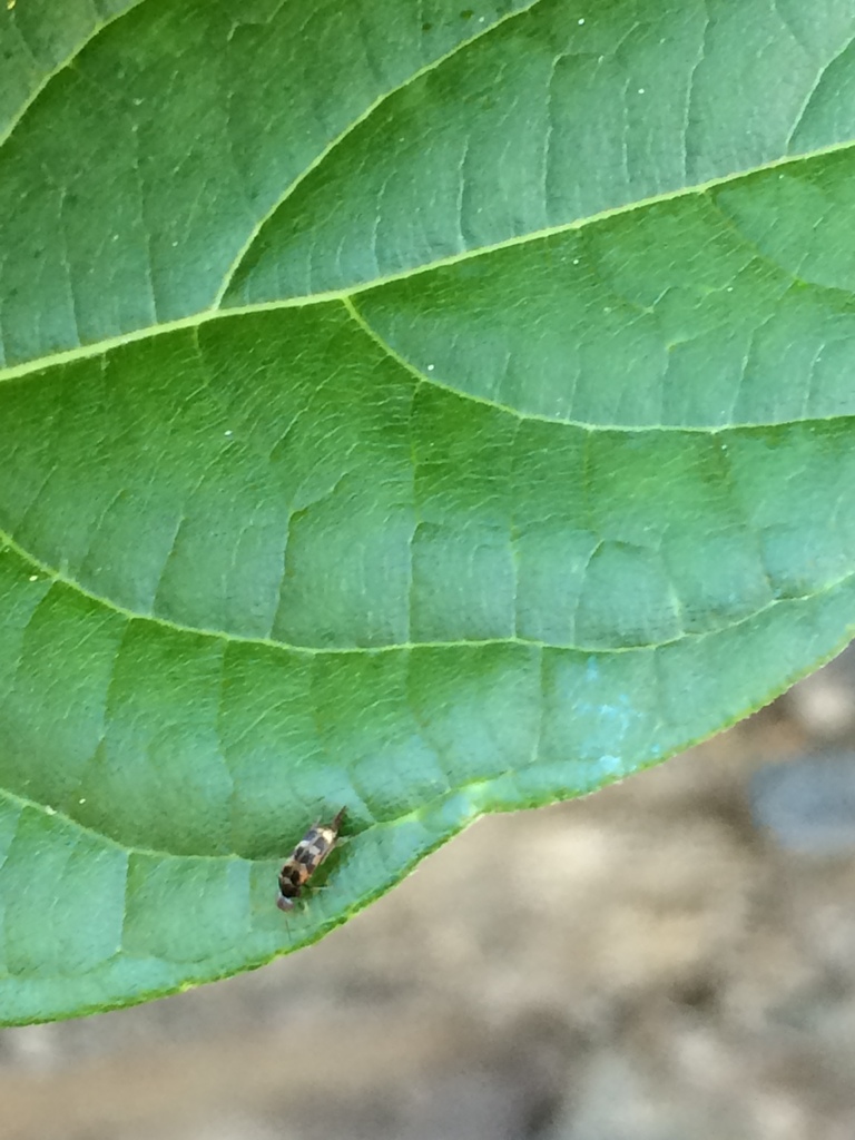 Falsomordellistena pubescens from Old Glebe, Arlington, VA 22207, USA ...
