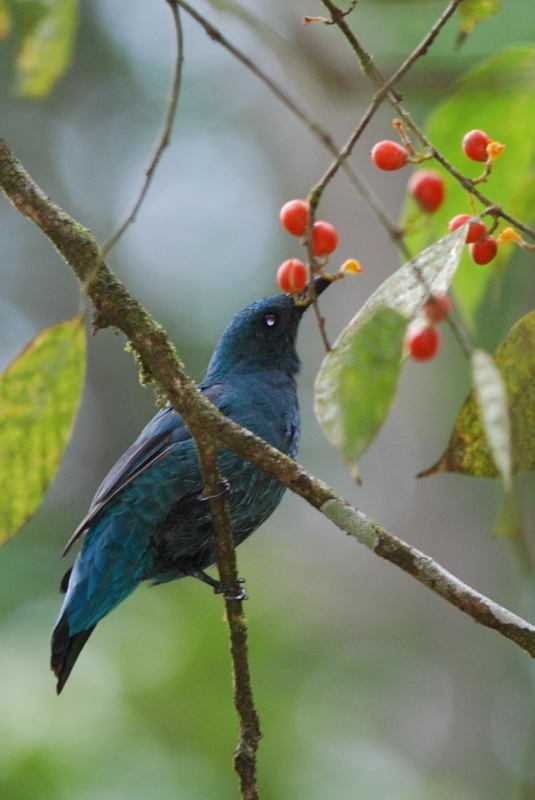 Asian Fairy-bluebird (Birds of Singapore) · iNaturalist