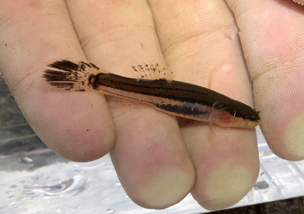 Swampfish (Chologaster cornuta) - Marine Life Identification