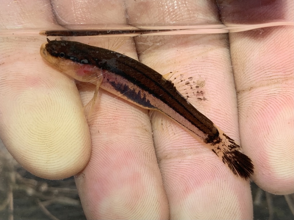 Swampfish (Chologaster cornuta) - Marine Life Identification