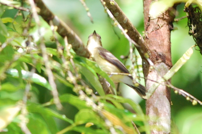 Yellow-rumped Flycatcher (Birds of Singapore) · iNaturalist
