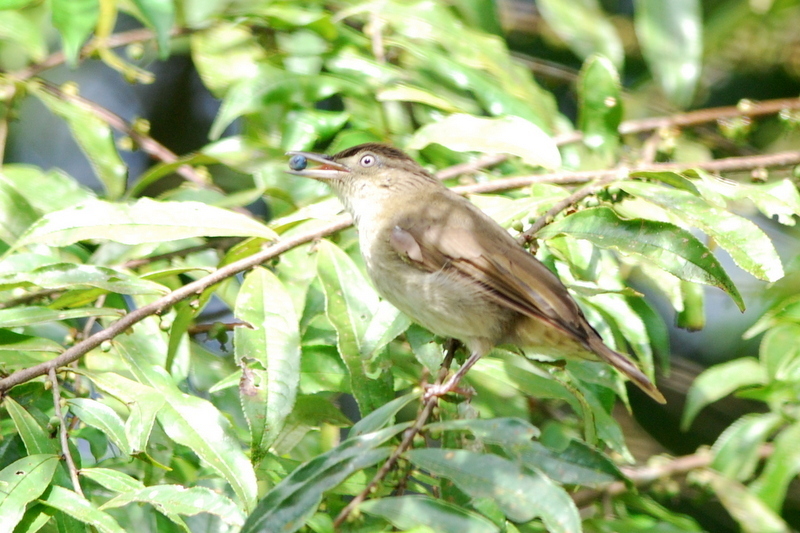 Buff-vented Bulbul (Birds of Singapore) · iNaturalist
