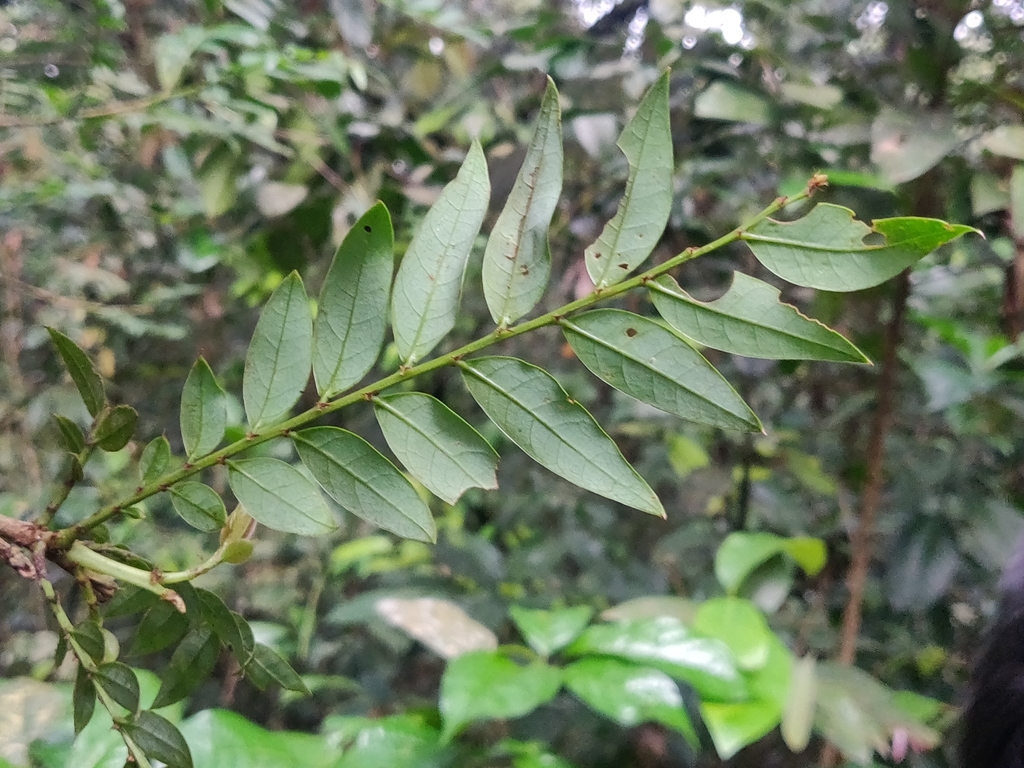 (Phyllanthus anamalayanus) - Botanical Realm