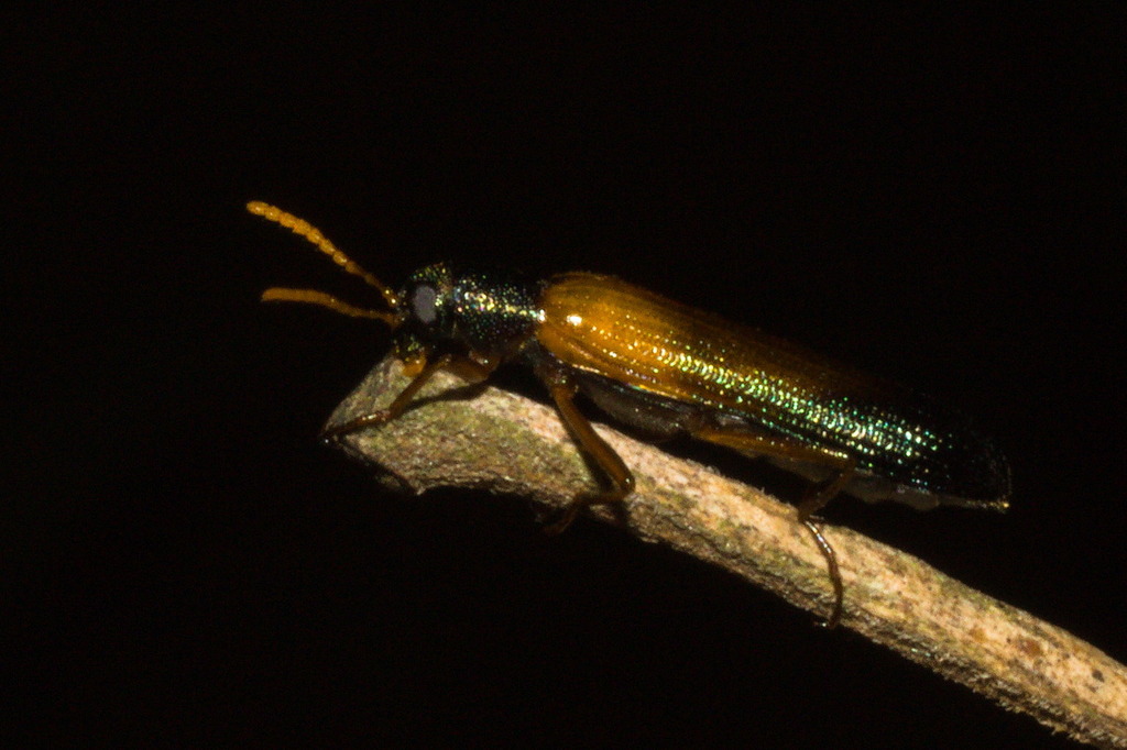 Strongylium ustulatum from Meu Jardim Vila Sao Francisco, Cruz Alta ...