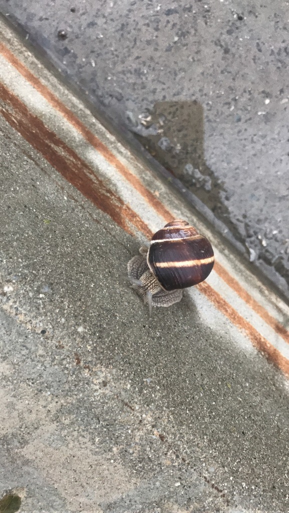 Turkish Snail from Romania on October 4, 2017 at 07:24 AM by shamonlew ...