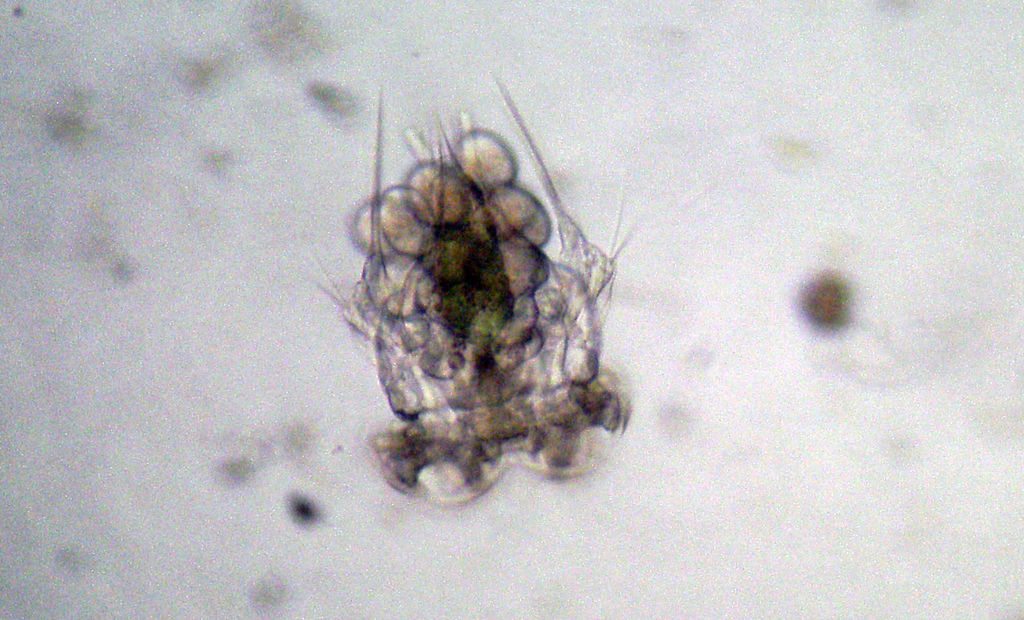 Hexarthra mira from Villaggio Stranieri - Bazzarola, 42122 Reggio ...