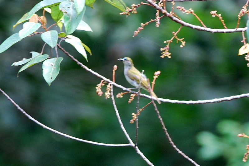 Plain Sunbird (Birds of Singapore) · iNaturalist