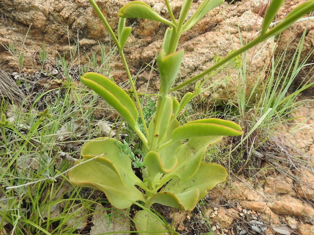 (Kalanchoe paniculata) - Botanical Realm