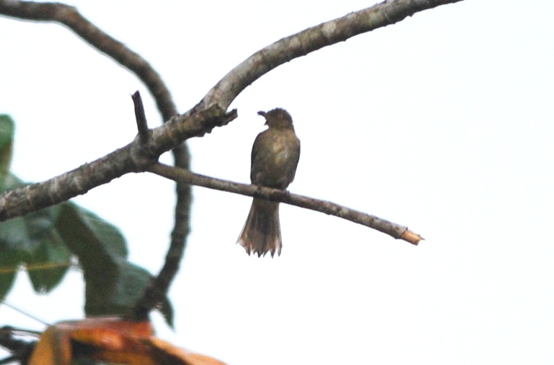 Cream-vented Bulbul (Birds of Singapore) · iNaturalist