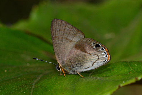 Subspecies Methone eucrates eucrates · iNaturalist