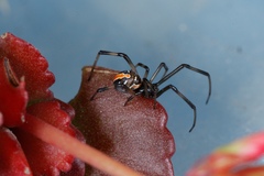 Spiders - Flora and fauna of Tomahawk, Tasmania