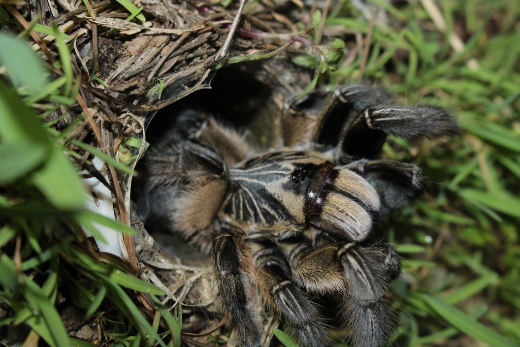 Cranial Horned Baboon Spider from Makoni, Zimbabwe on January 16, 2021 ...