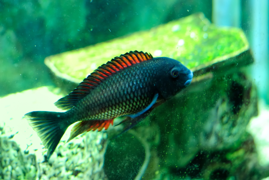 Moliro Moorii Cichlid