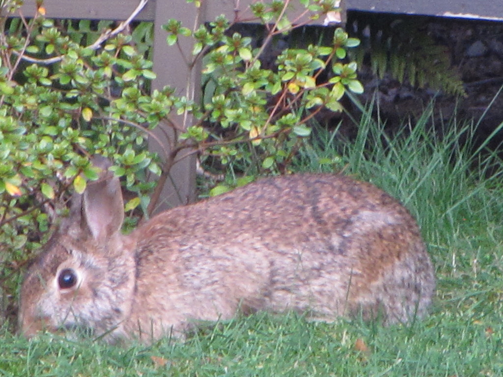 Eastern Cottontail from Ladysmith, BC, Canada on January 14, 2021 at 04 ...