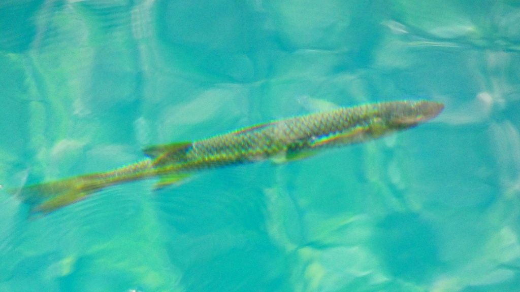 Mountain Mullet from Llera, TAMPS, MX on January 16, 2021 at 05:40 PM ...