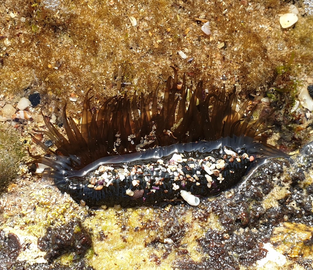 Green snakelock anemone from Malabar NSW 2036, Australia on January 15 ...