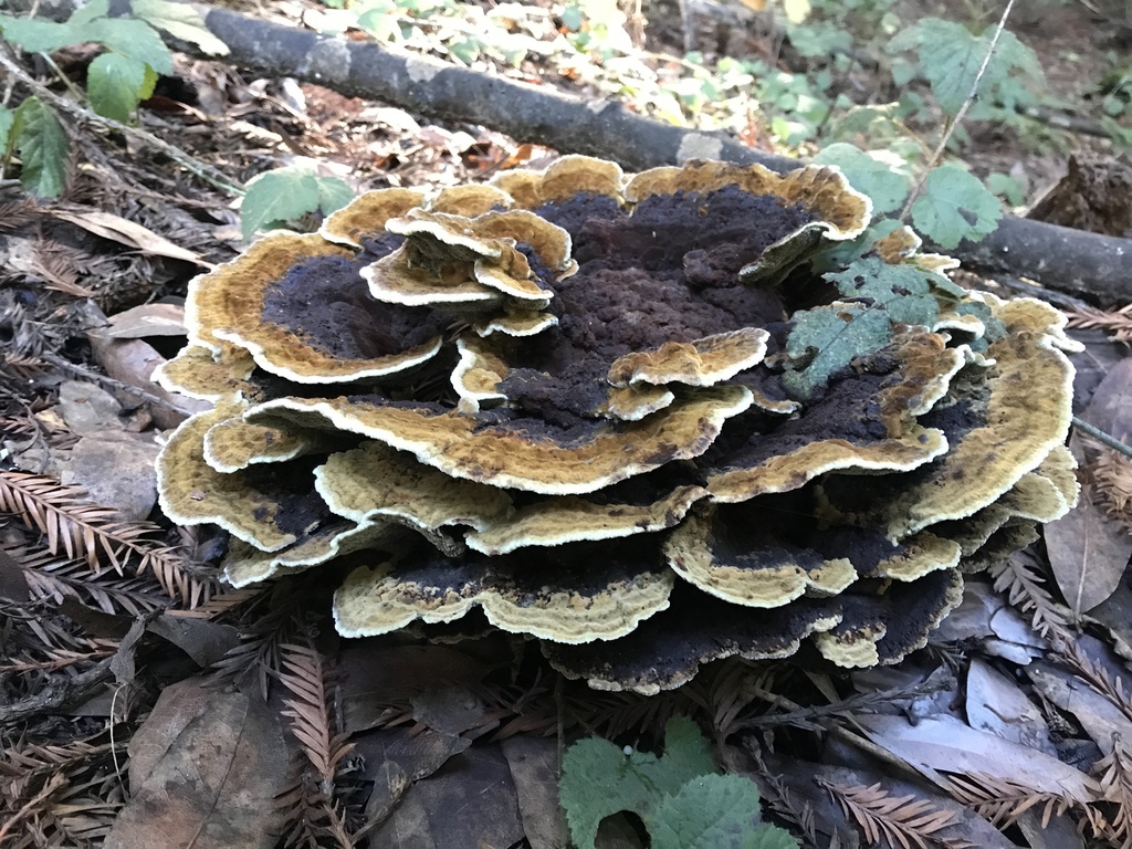 Dyer's Polypore from Santa Cruz County, US-CA, US on January 16, 2021 ...