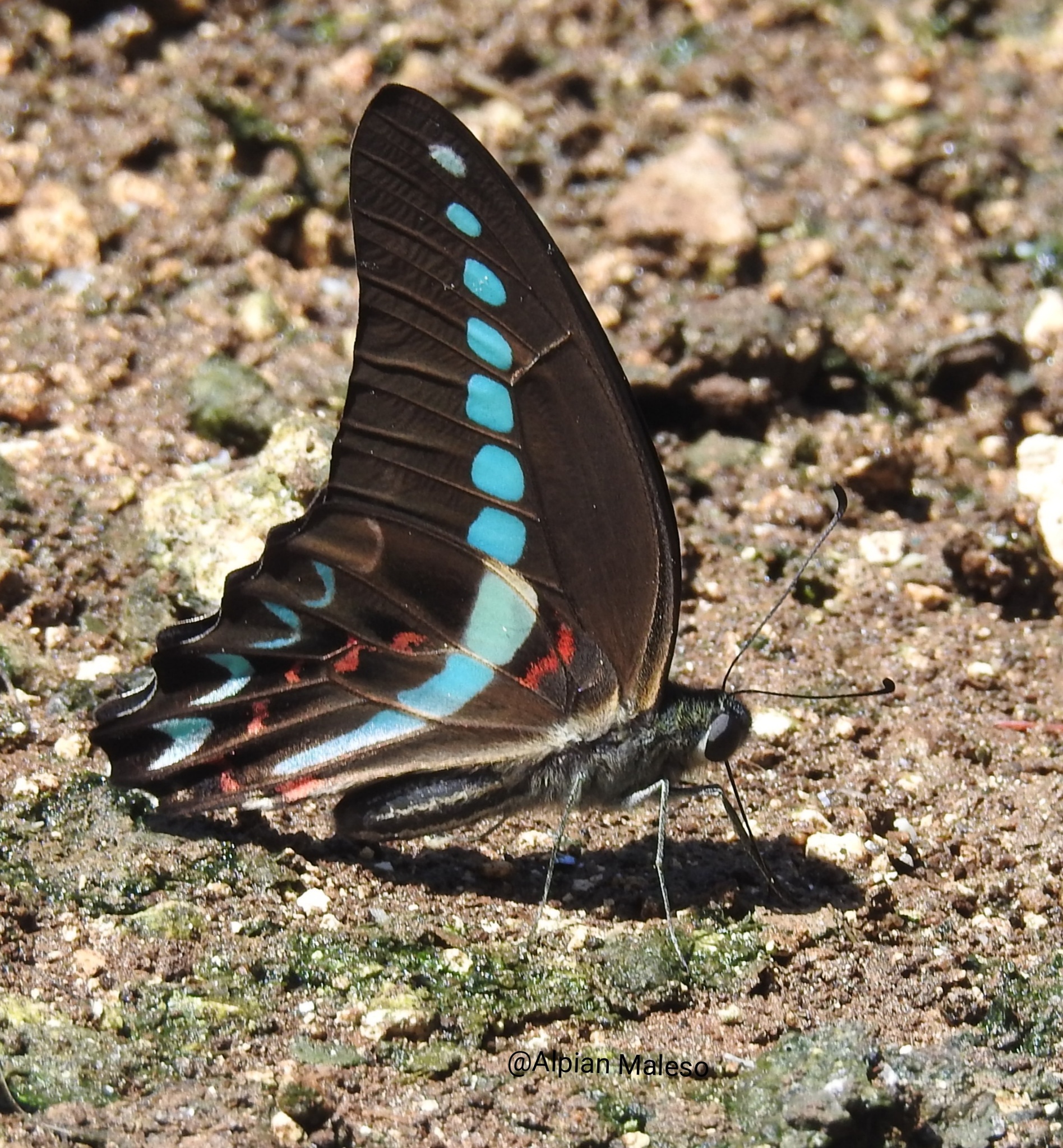 Graphium milon (Felder & Felder, 1864)