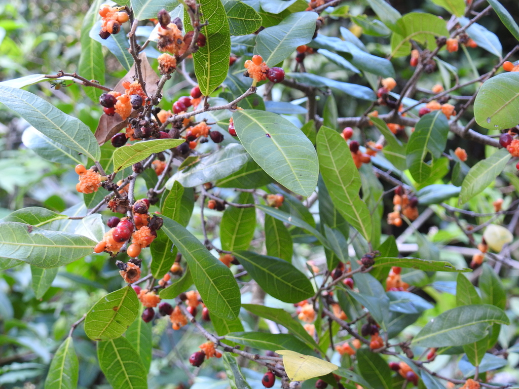 Burnie Vine from Boompa QLD 4621, Australia on January 14, 2021 at 10: ...