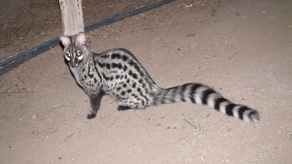 Southern Small-spotted Genet (Genetta felina) - Know Your Mammals