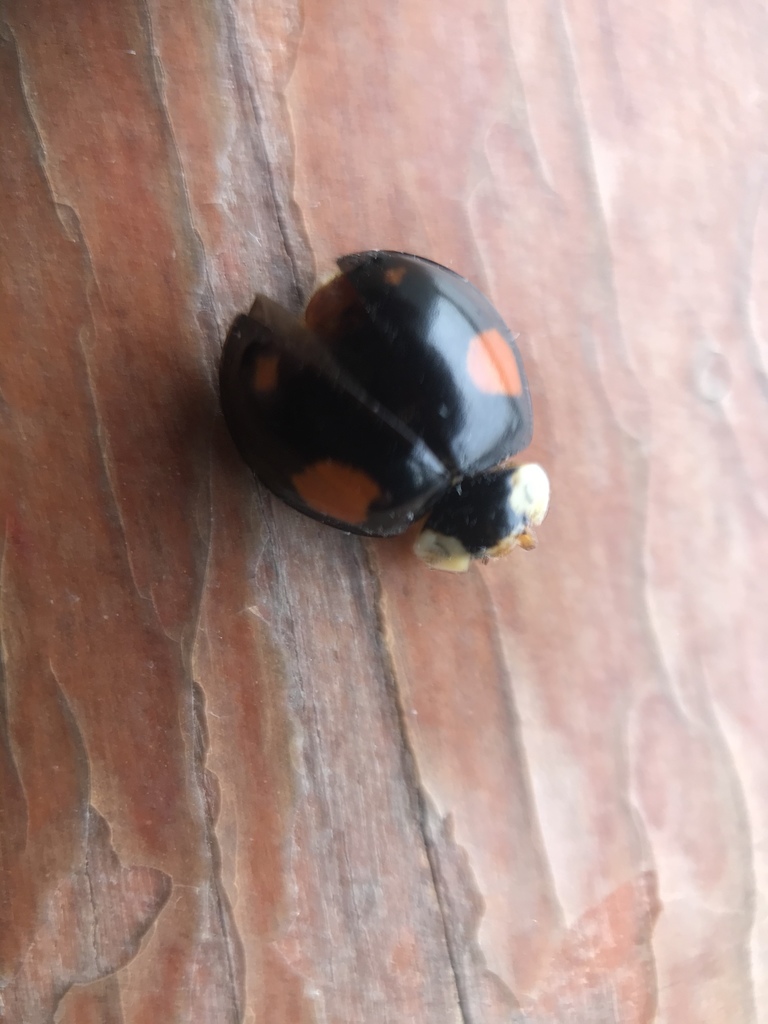 Asian Lady Beetle in January 2021 by kevin_cheng · iNaturalist