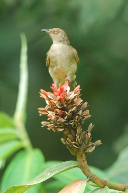 Red-eyed Bulbul (Birds of Singapore) · iNaturalist