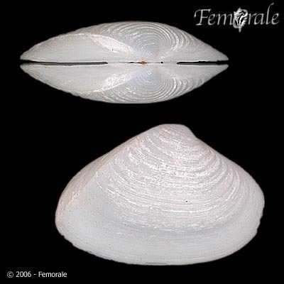 Smooth Duckclam (MatBio: MOLLUSKS - Matanzas Biodiversity) · iNaturalist