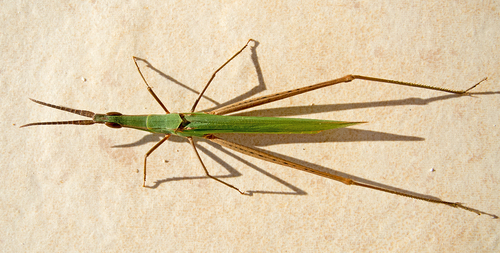 Acrida hungarica · iNaturalist