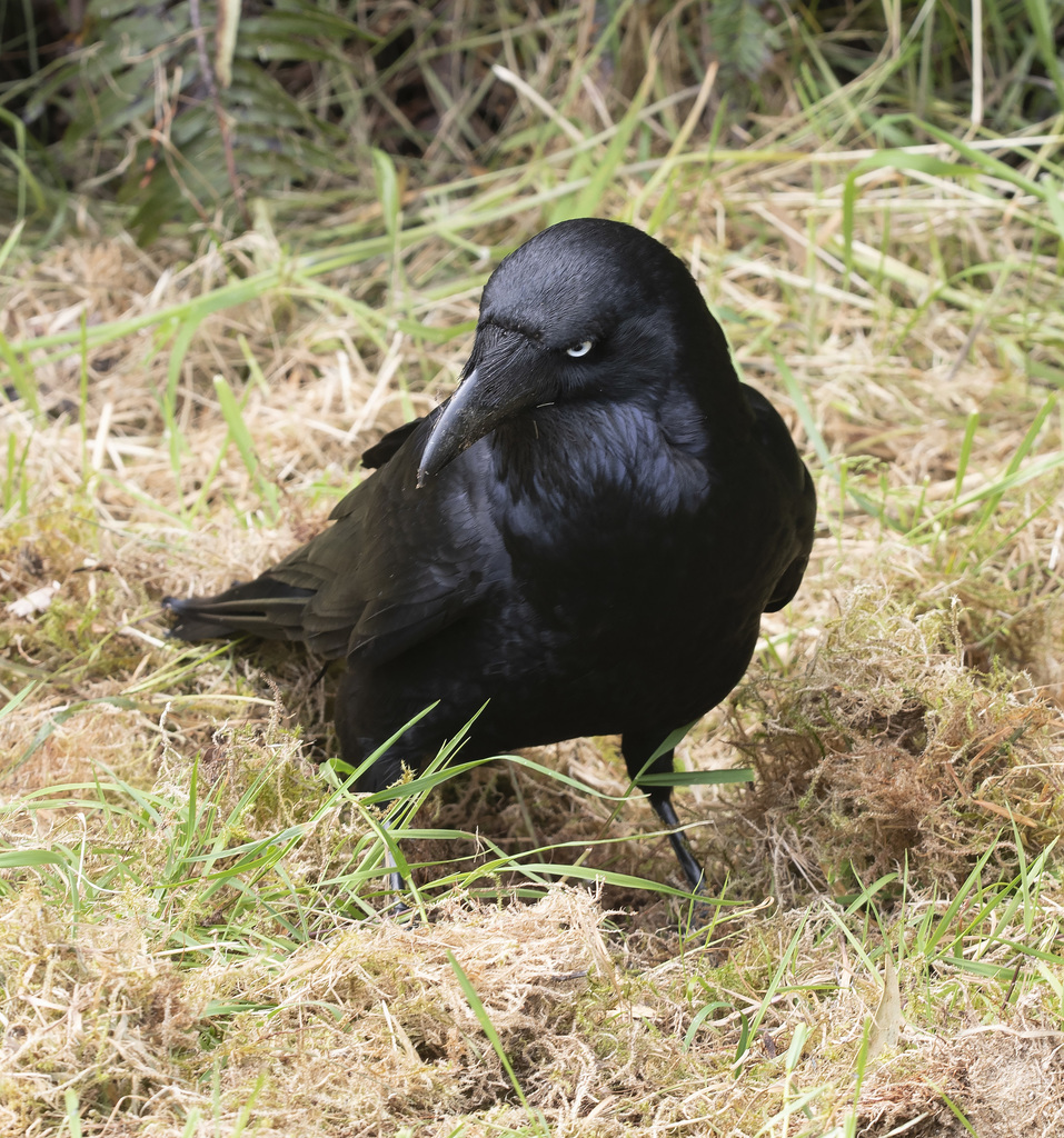 Forest Raven (Corvus tasmanicus) - Avian Discovery