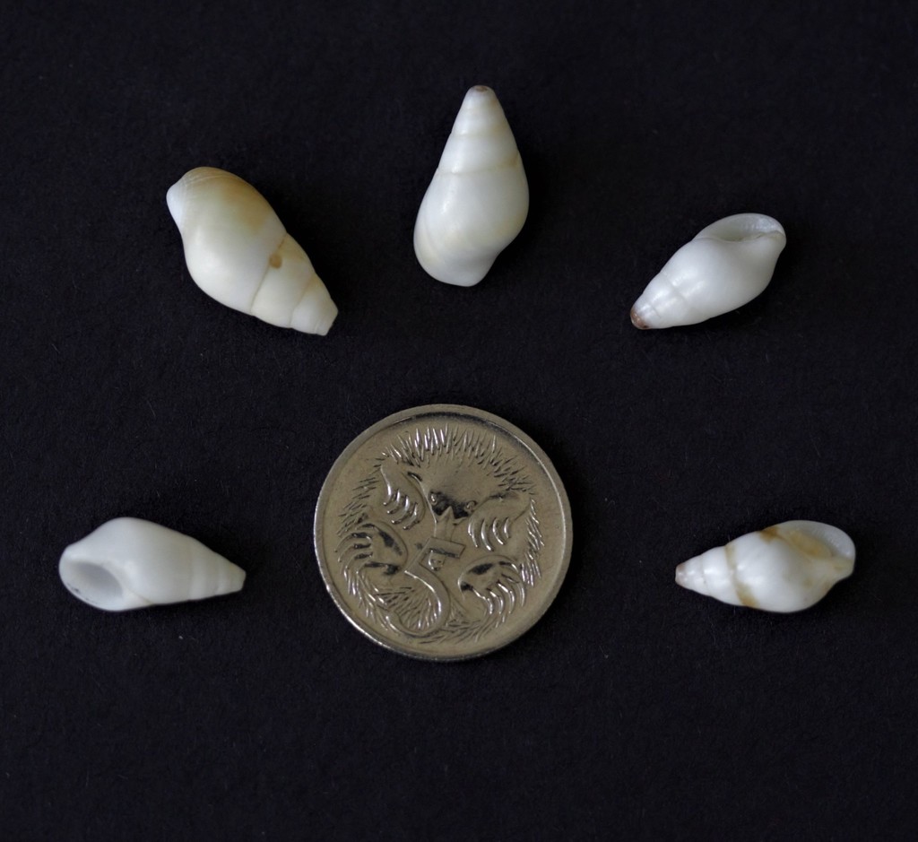 yellow-coated clusterwink from Sydney NSW, Australia on January 15 ...