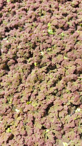 Mexican mosquito fern (Azolla mexicana) · iNaturalist