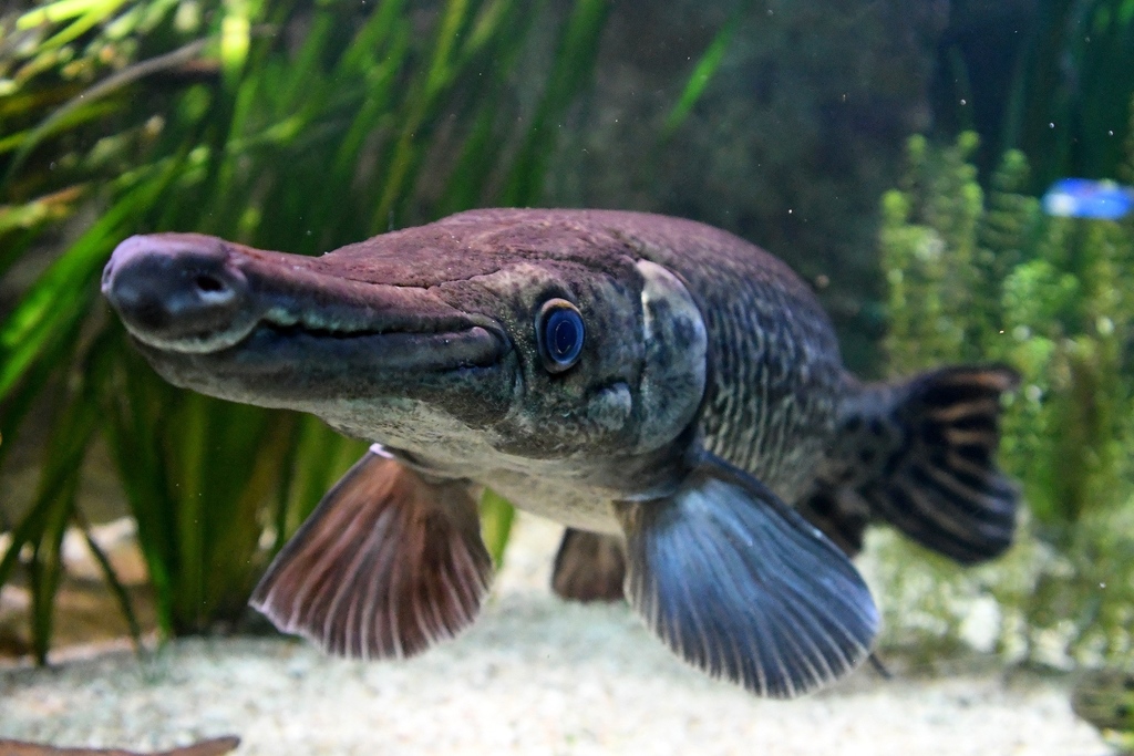 Cuban Gar (Atractosteus tristoechus) - Marine Life Identification