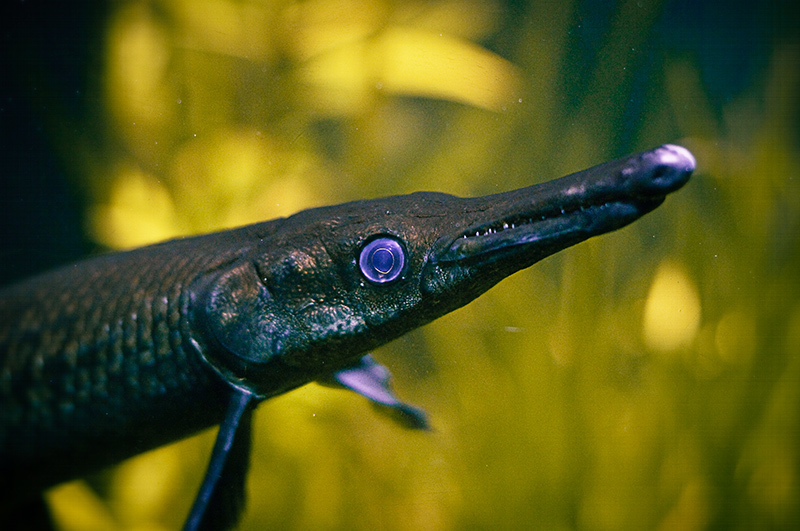 Cuban Gar (Atractosteus tristoechus) - Marine Life Identification