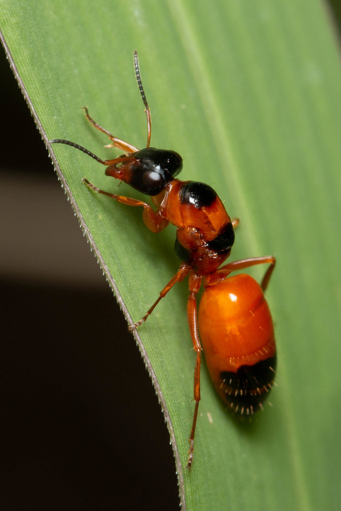 black-headed strobe ant from Brisbane QLD, Australia on January 17 ...